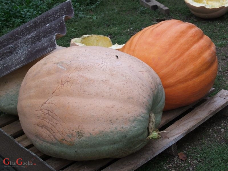 Tikva uz Gacku od 75 kila, Glas Gacke - nezavisni portal iz Gacke